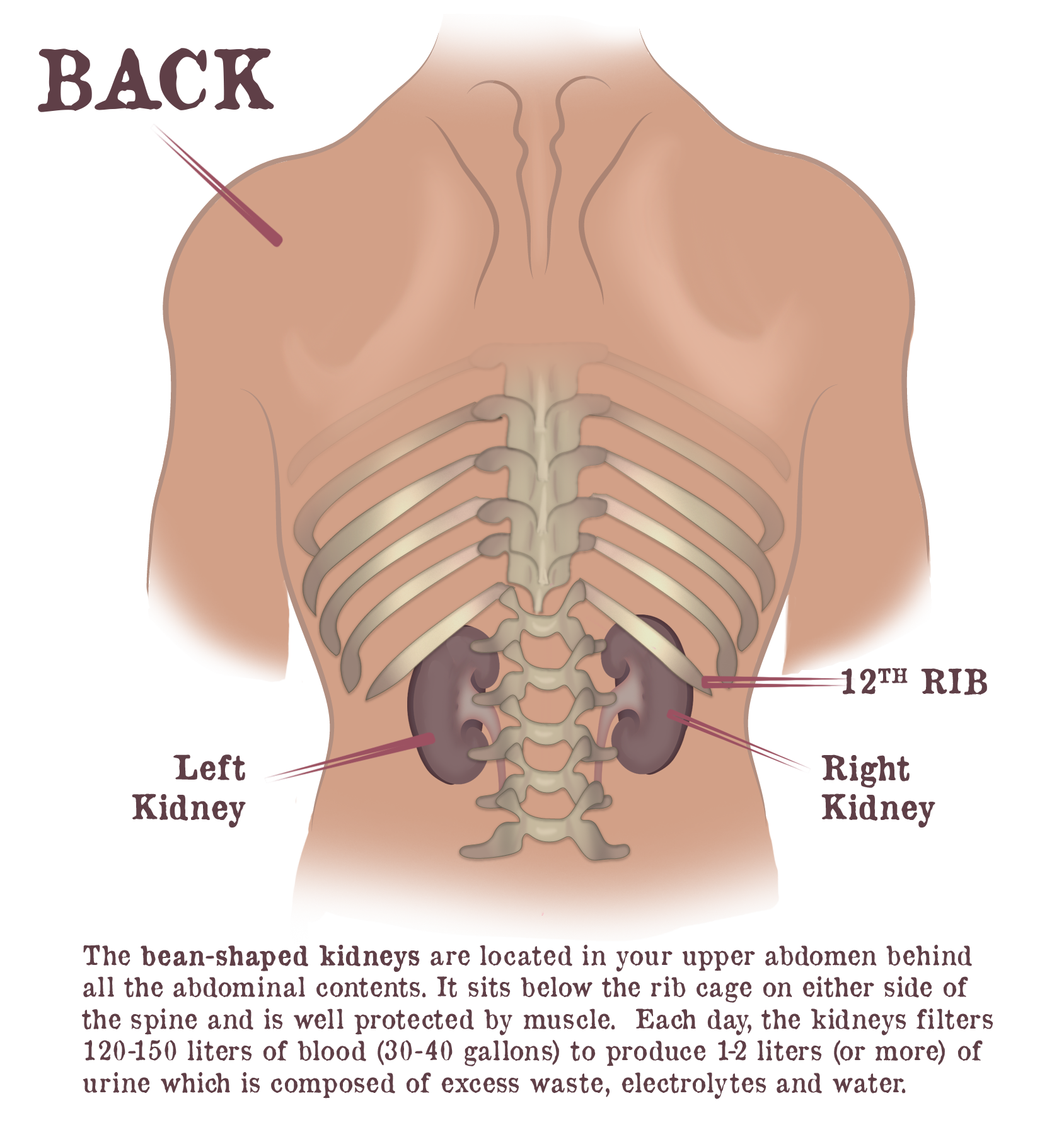 Kidney Basics Overview Gaytri Manek Formerly Gandotra MD